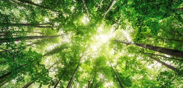 Faith Over Fear: The Spirit of Fear – Part 1 | Syfan